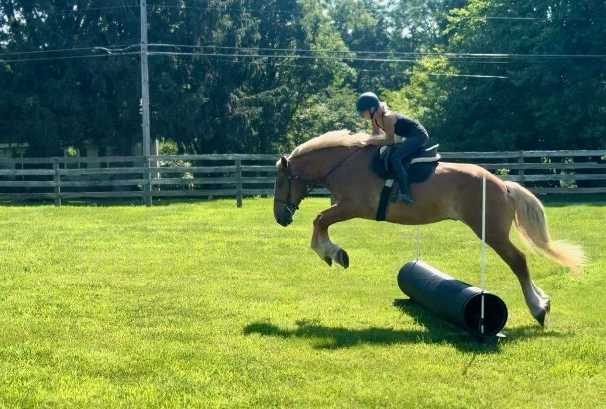 A Safe and Absolute Doll 4 Yr Old Belgian/Haflinger Cross Gelding!