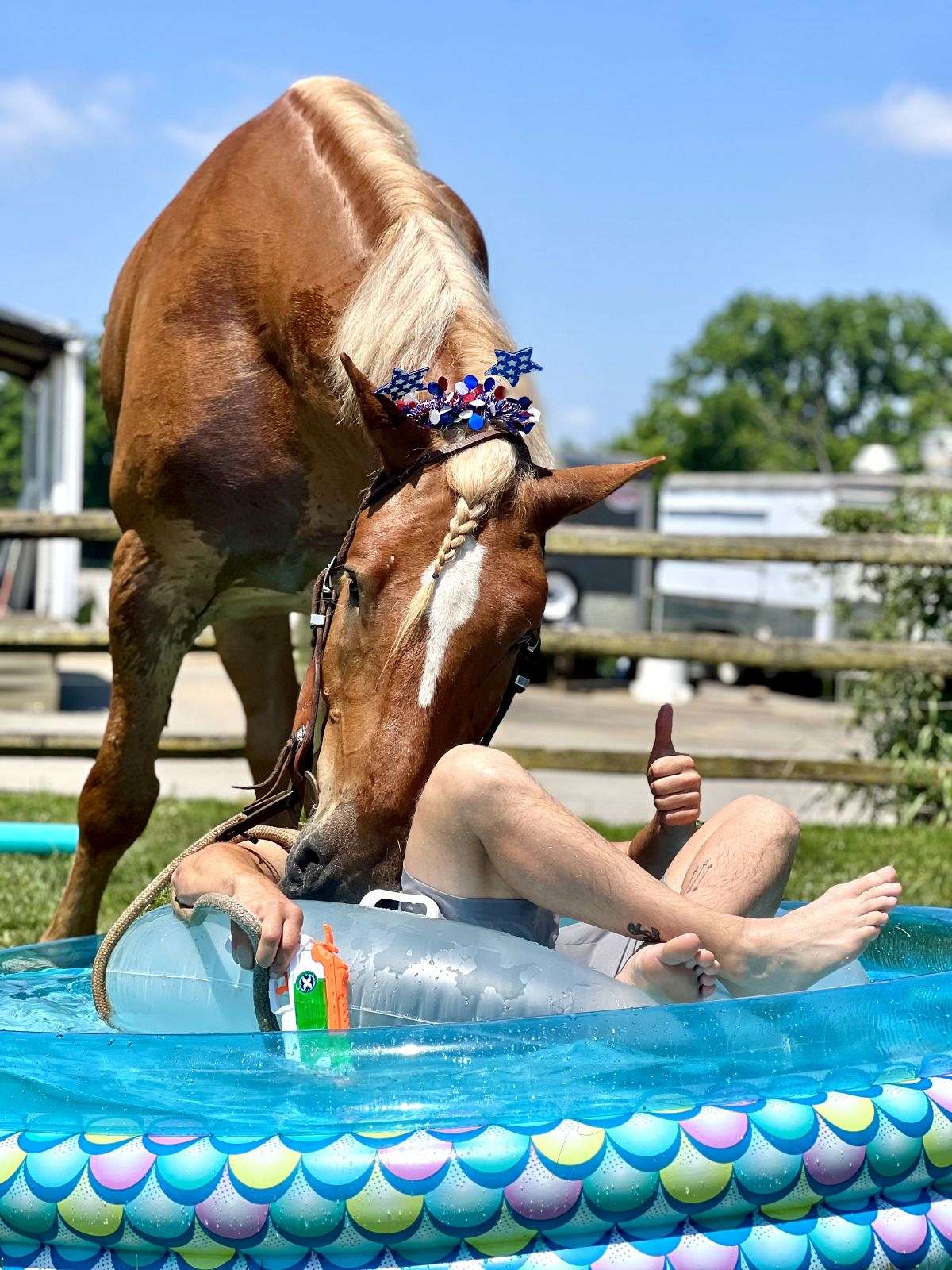 A Safe and Absolute Doll 4 Yr Old Belgian/Haflinger Cross Gelding!