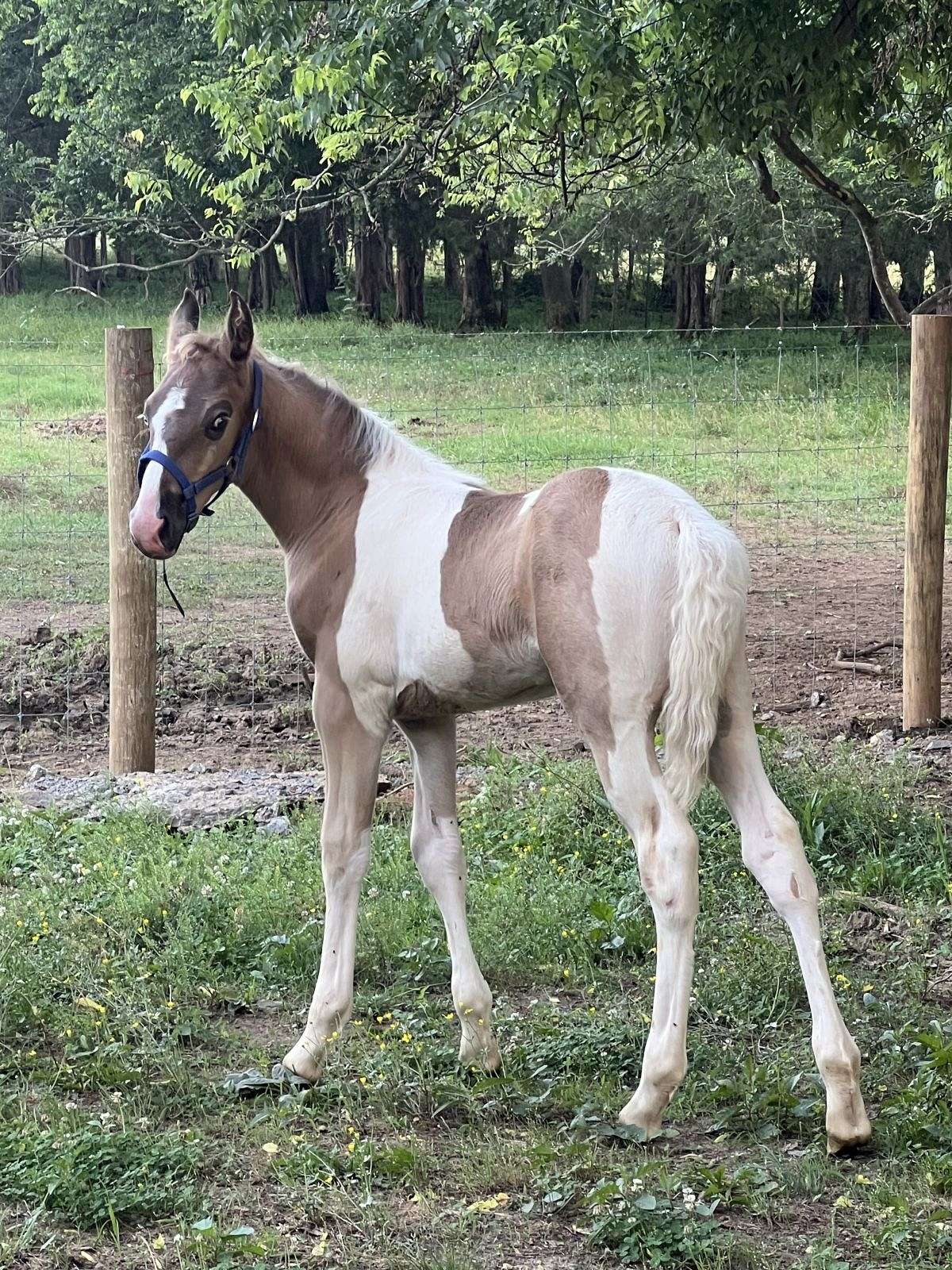 Silver Tobiano TWH Colt