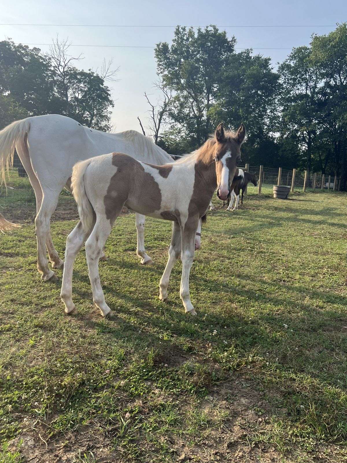 Silver Tobiano TWH Colt