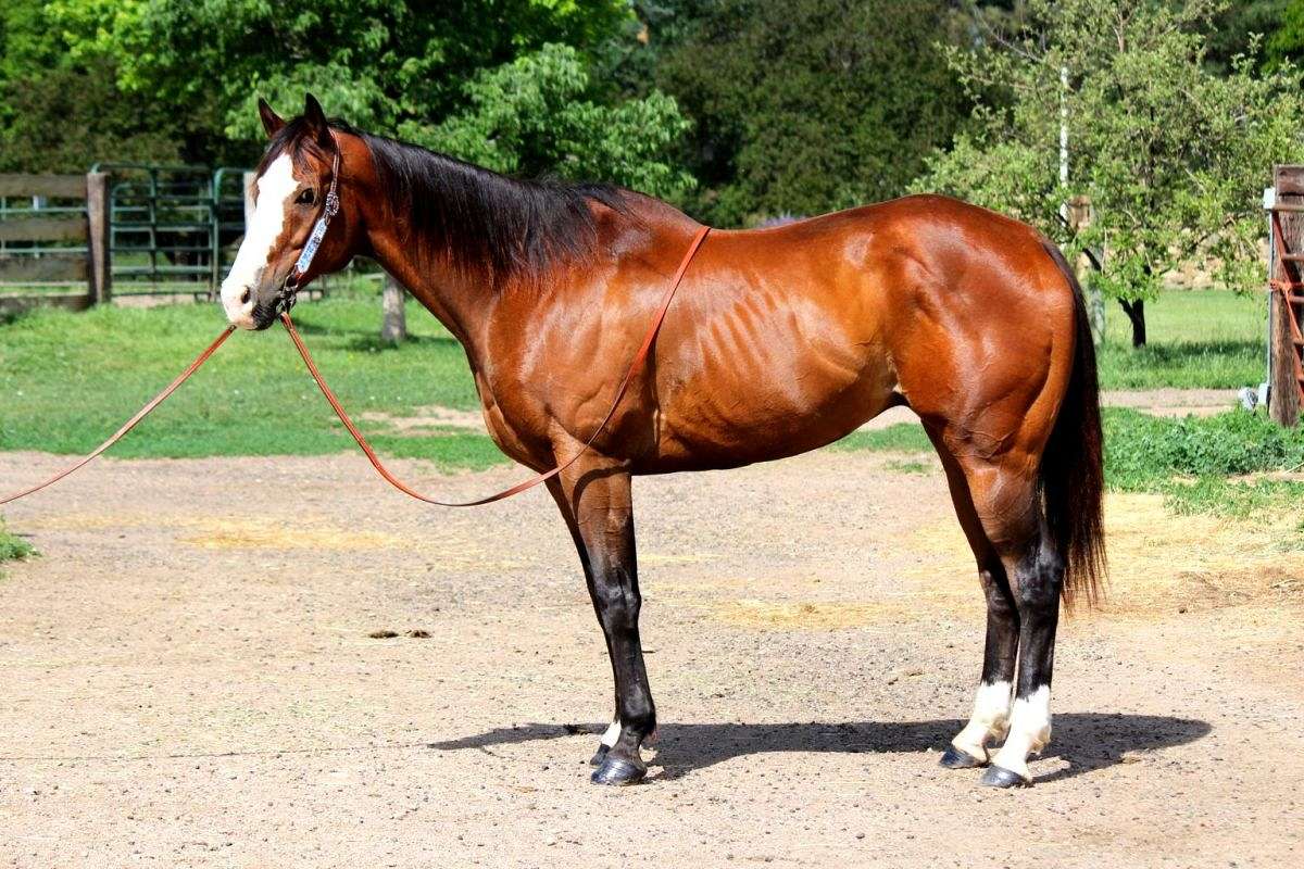 Extremely Versatile and All-Around 12 Yr Old Bay AQHA Gelding!