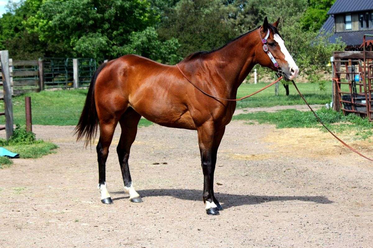 Extremely Versatile and All-Around 12 Yr Old Bay AQHA Gelding!