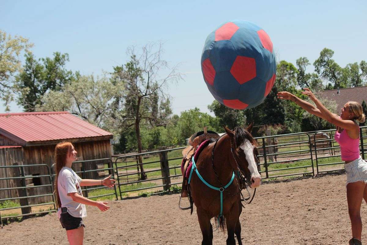 Extremely Versatile and All-Around 12 Yr Old Bay AQHA Gelding!