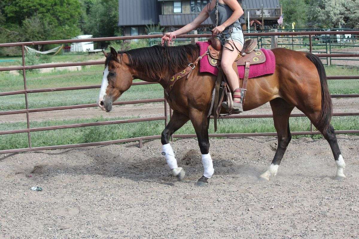 Extremely Versatile and All-Around 12 Yr Old Bay AQHA Gelding!
