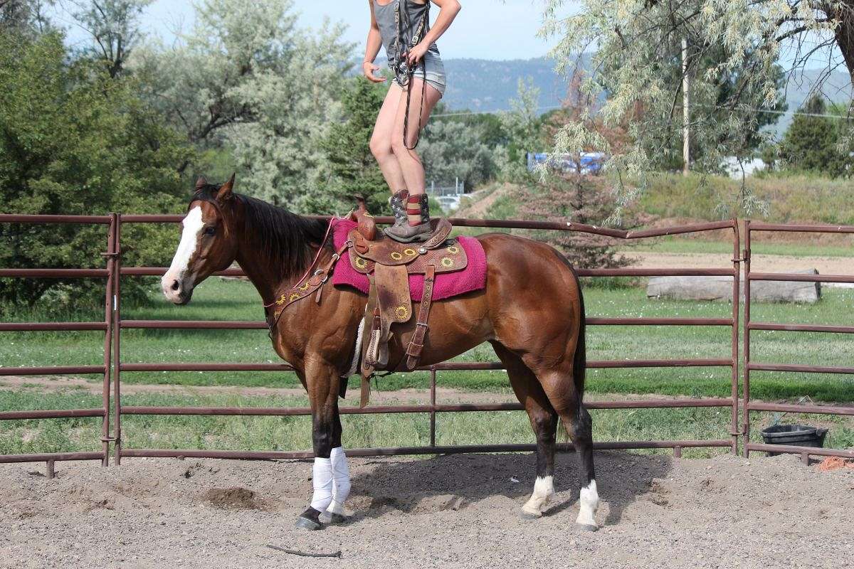 Extremely Versatile and All-Around 12 Yr Old Bay AQHA Gelding!