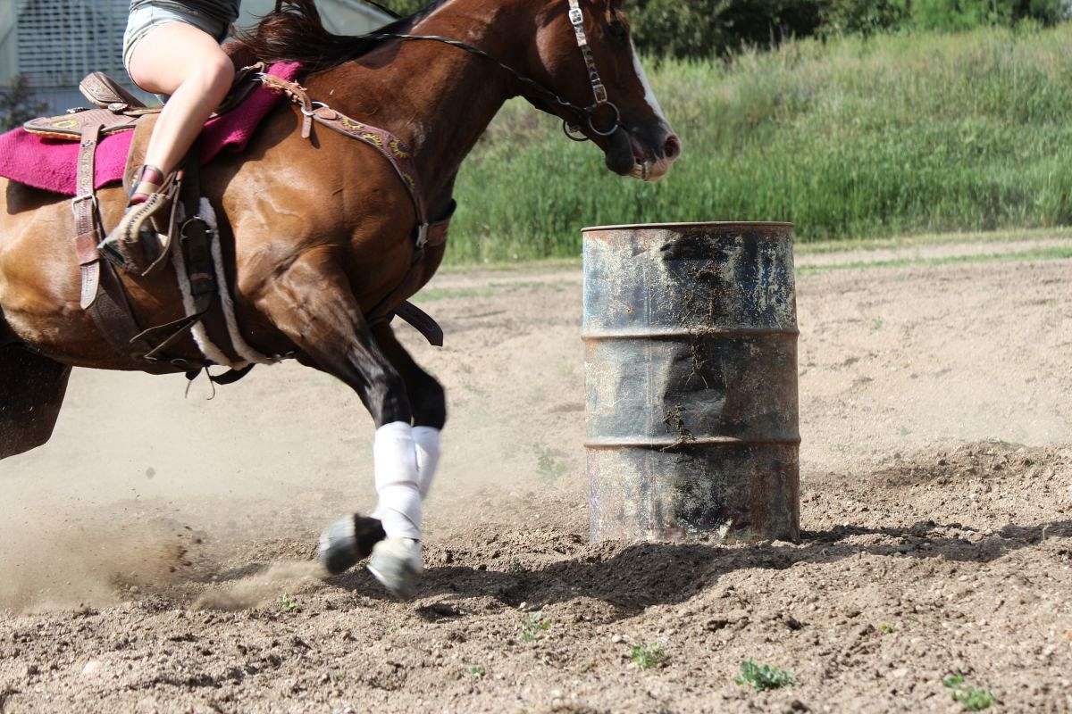 Extremely Versatile and All-Around 12 Yr Old Bay AQHA Gelding!