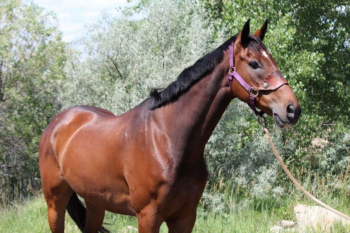 Truly Once in a Lifetime Horse 7 Yr Old Bay Warmblood Cross Gelding!
