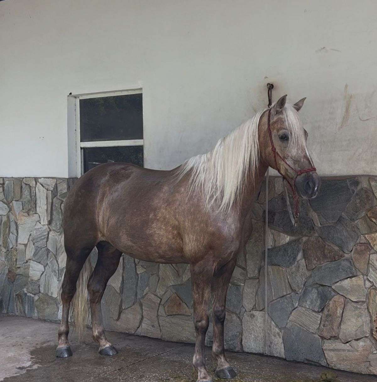 Fancy Ranch and Trail Deluxe 14 Yr Old Palomino Missouri Fox Trotter Mare!