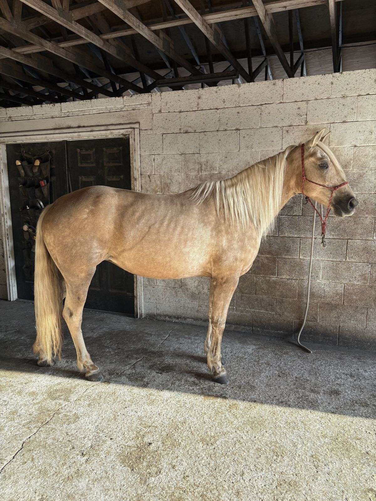 Fancy Ranch and Trail Deluxe 14 Yr Old Palomino Missouri Fox Trotter Mare!