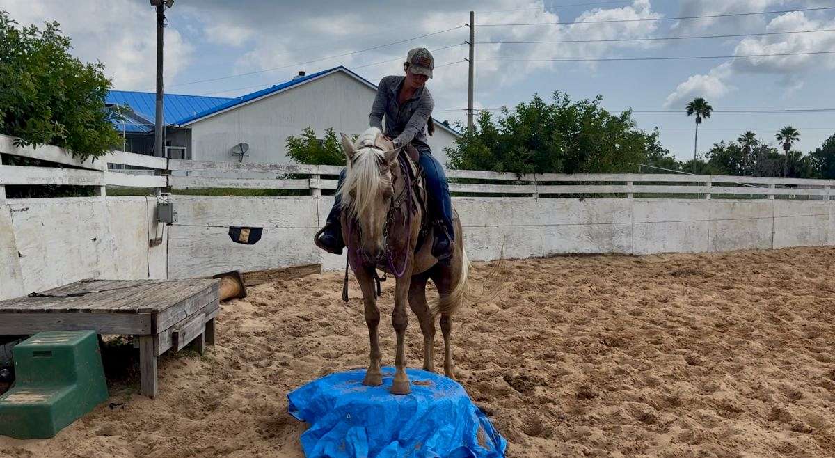 Fancy Ranch and Trail Deluxe 14 Yr Old Palomino Missouri Fox Trotter Mare!