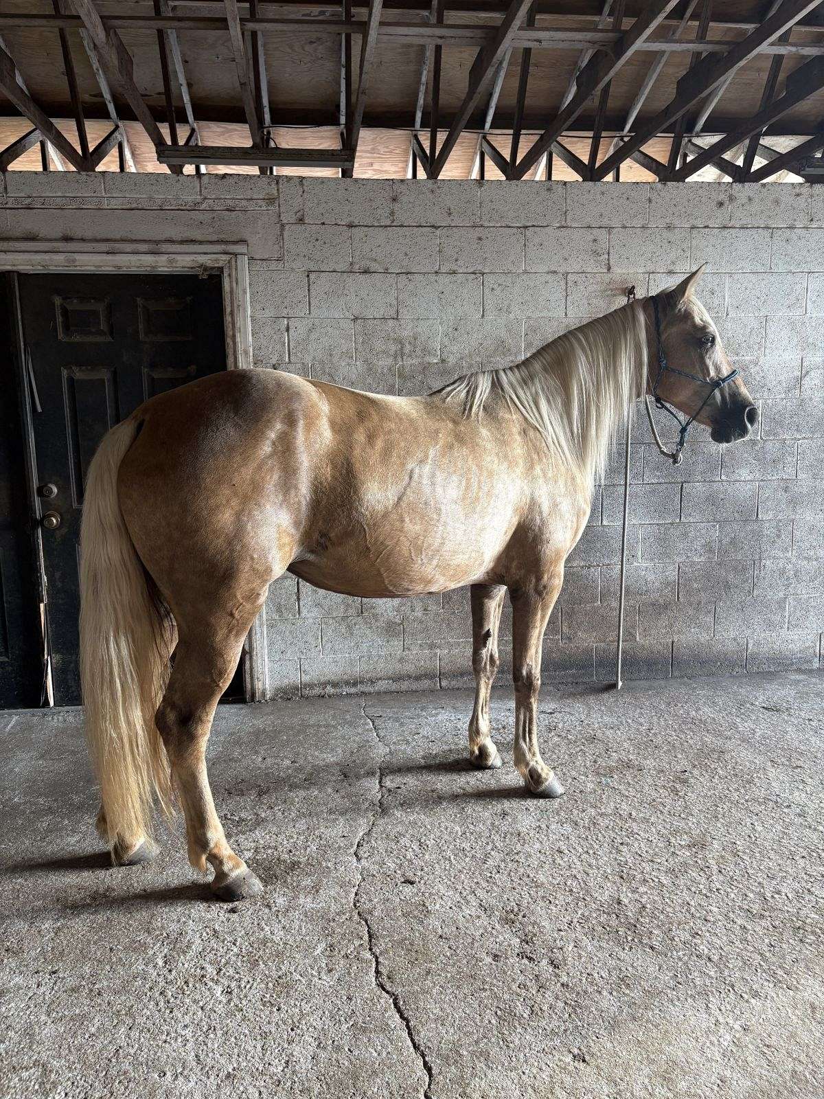 Fancy Ranch and Trail Deluxe 14 Yr Old Palomino Missouri Fox Trotter Mare!
