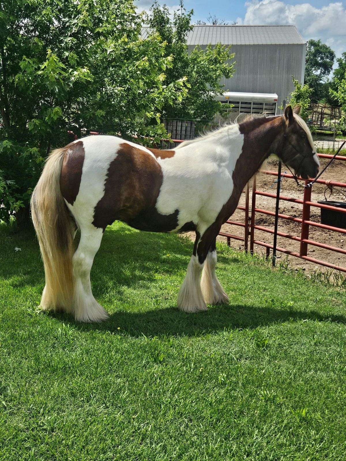Stunning and Versatile 4 Yr Old Silver Dapple Paint Gypsy Vanner Gelding!