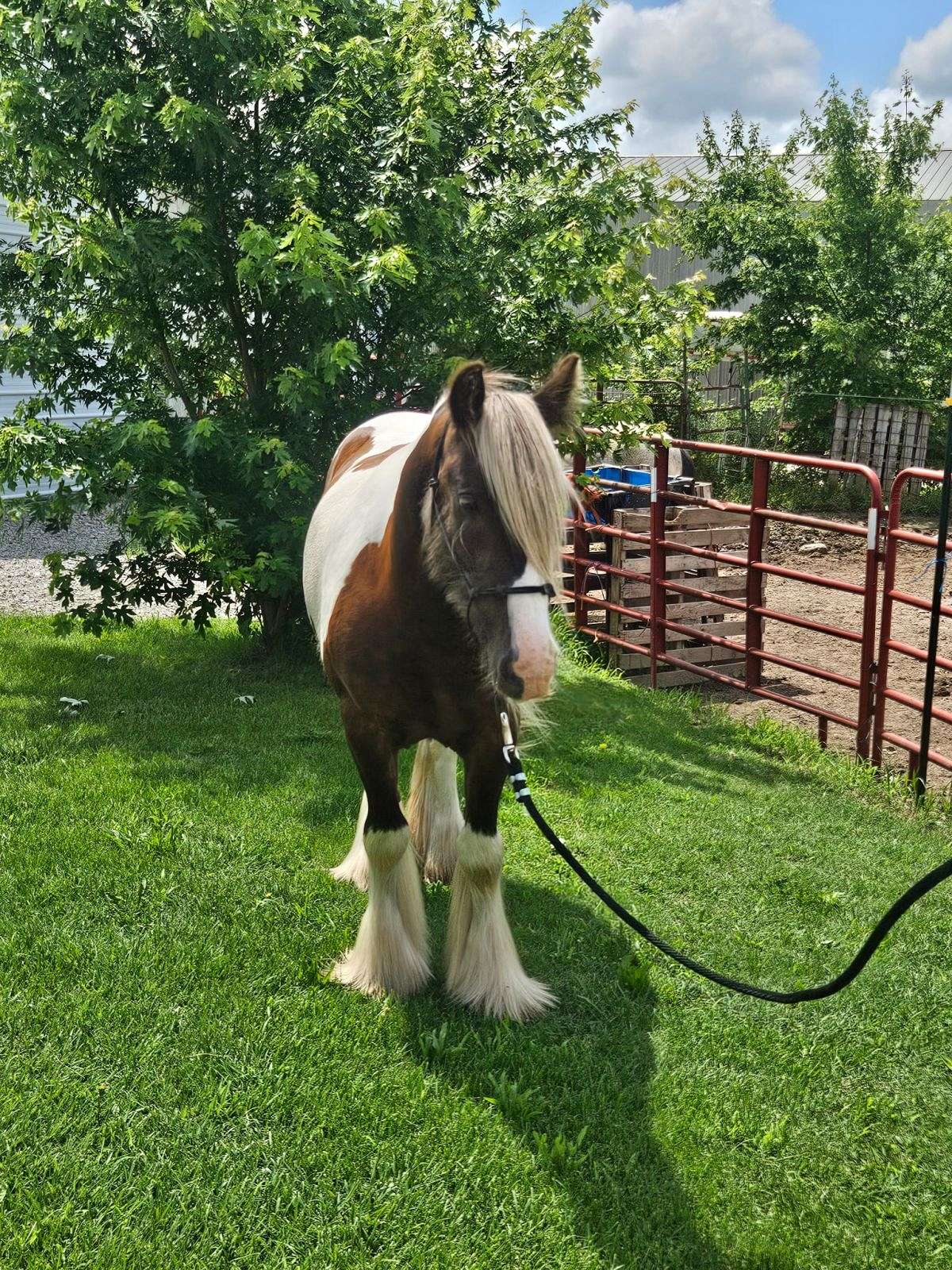 Stunning and Versatile 4 Yr Old Silver Dapple Paint Gypsy Vanner Gelding!