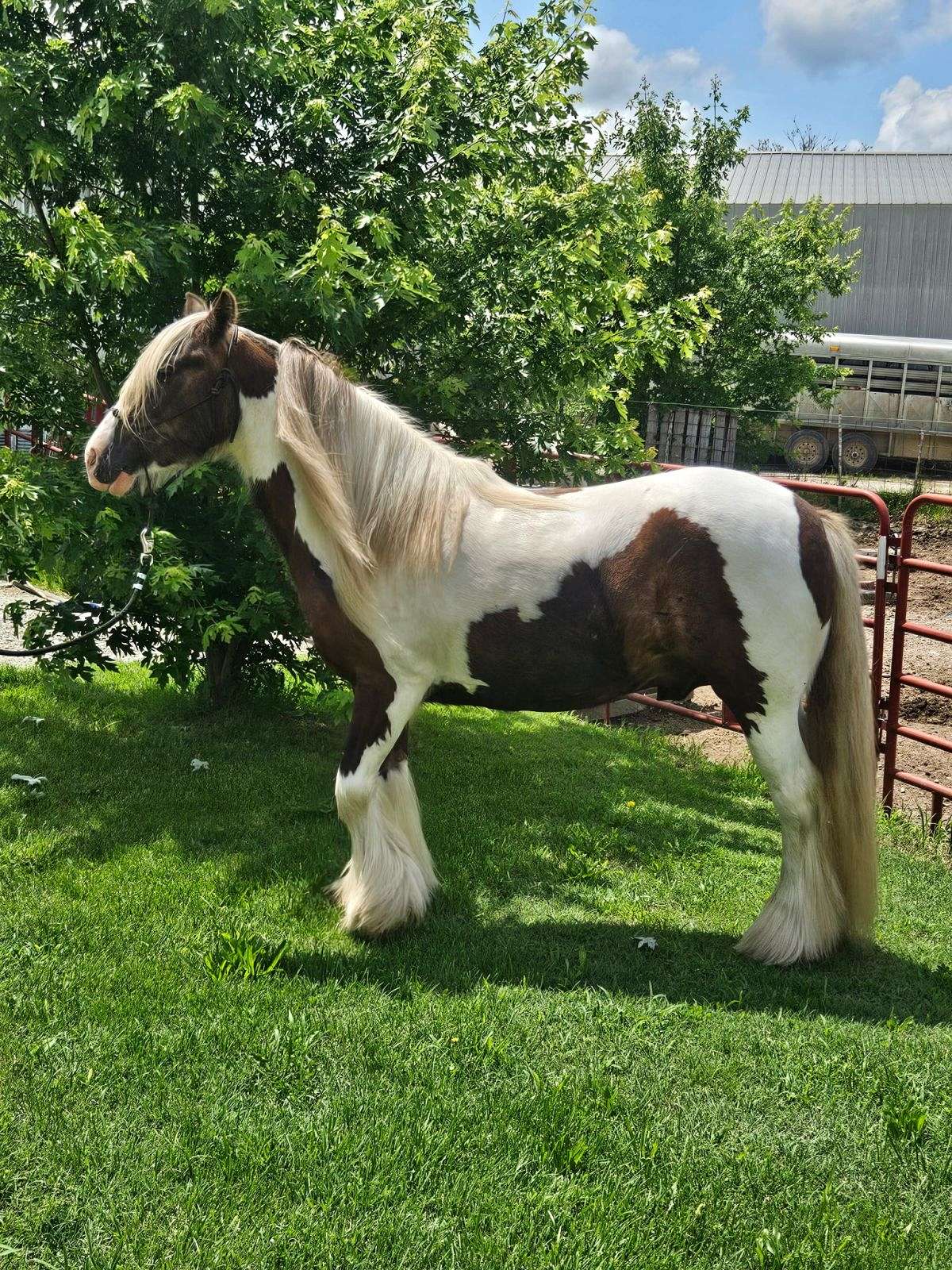 Stunning and Versatile 4 Yr Old Silver Dapple Paint Gypsy Vanner Gelding!