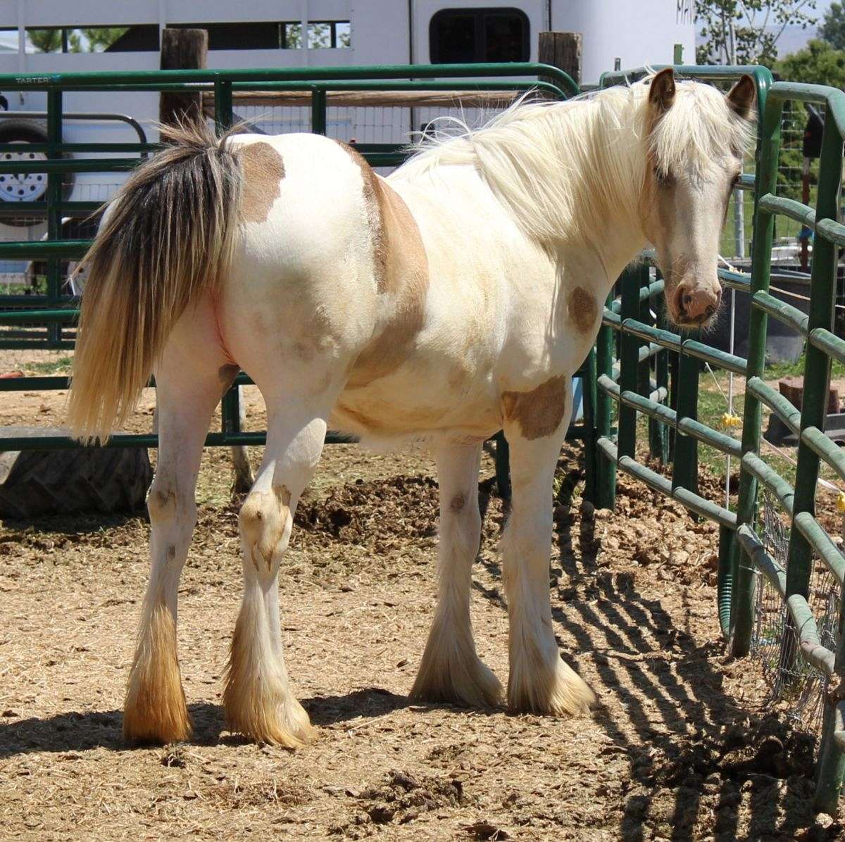 Gypsy Yearling Filly