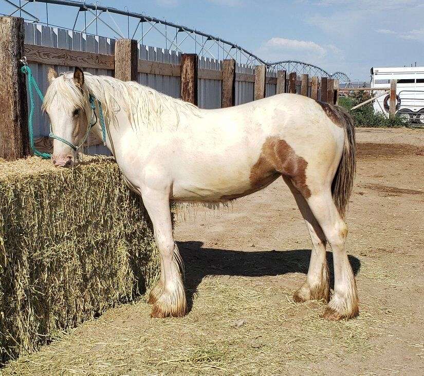 Gypsy Yearling Filly