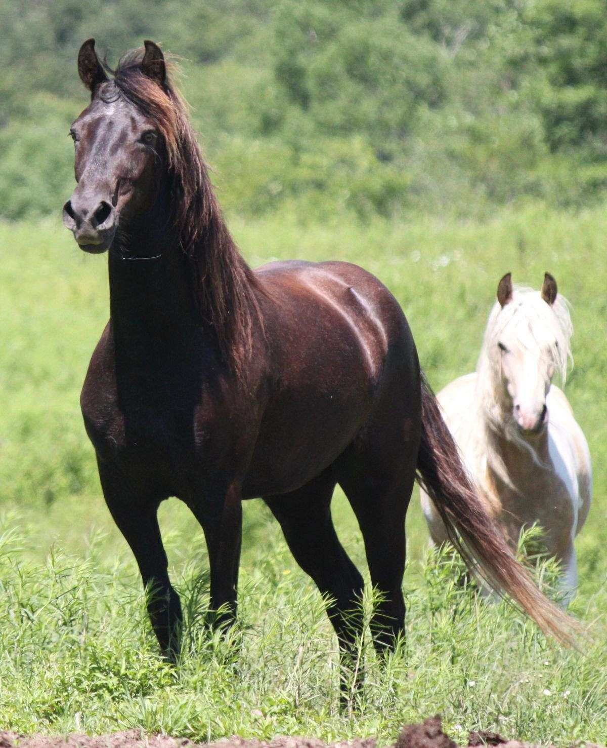 Cadillac Smooth Paso/Mft Gelding! Reduced Price