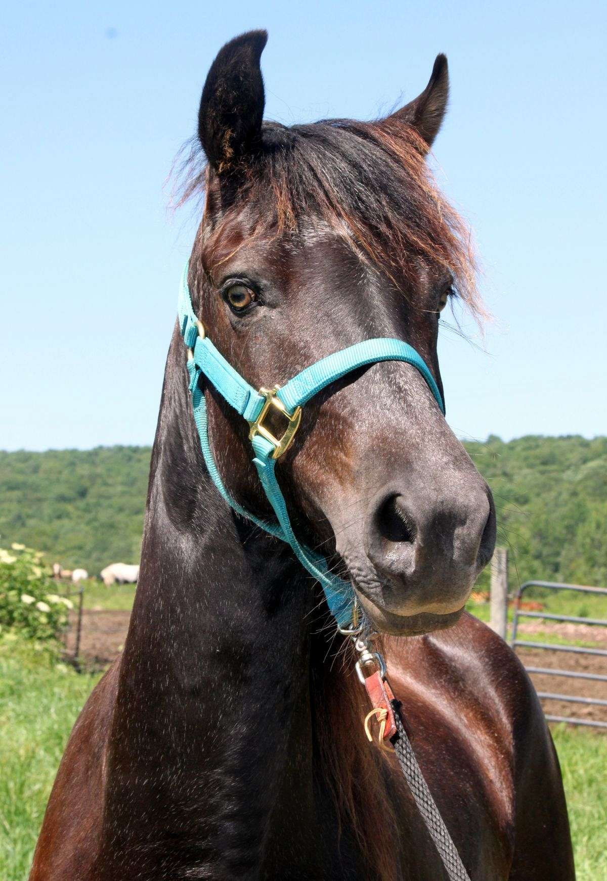 Cadillac Smooth Paso/Mft Gelding! Reduced Price