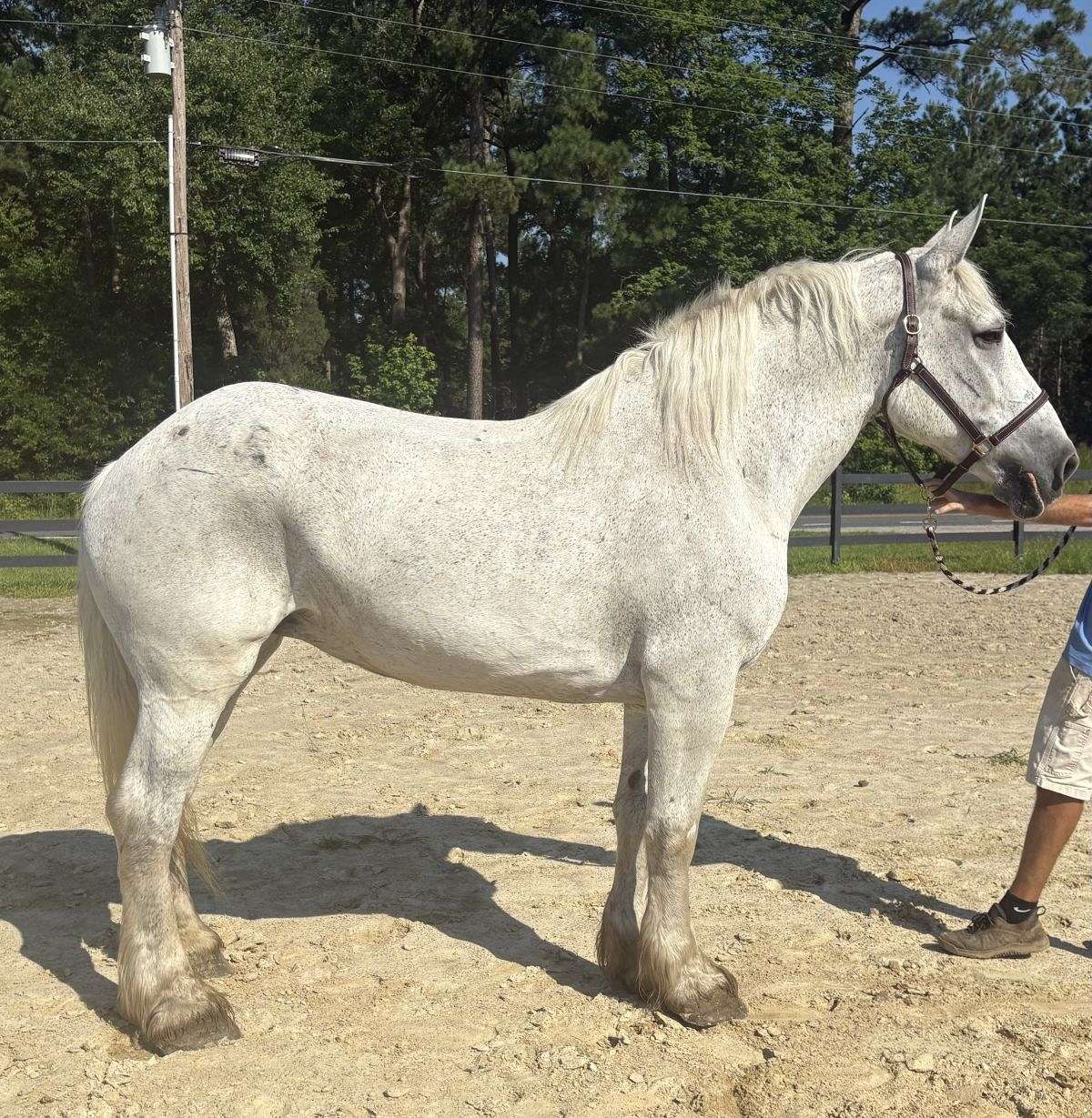 Grey Percheron Mare