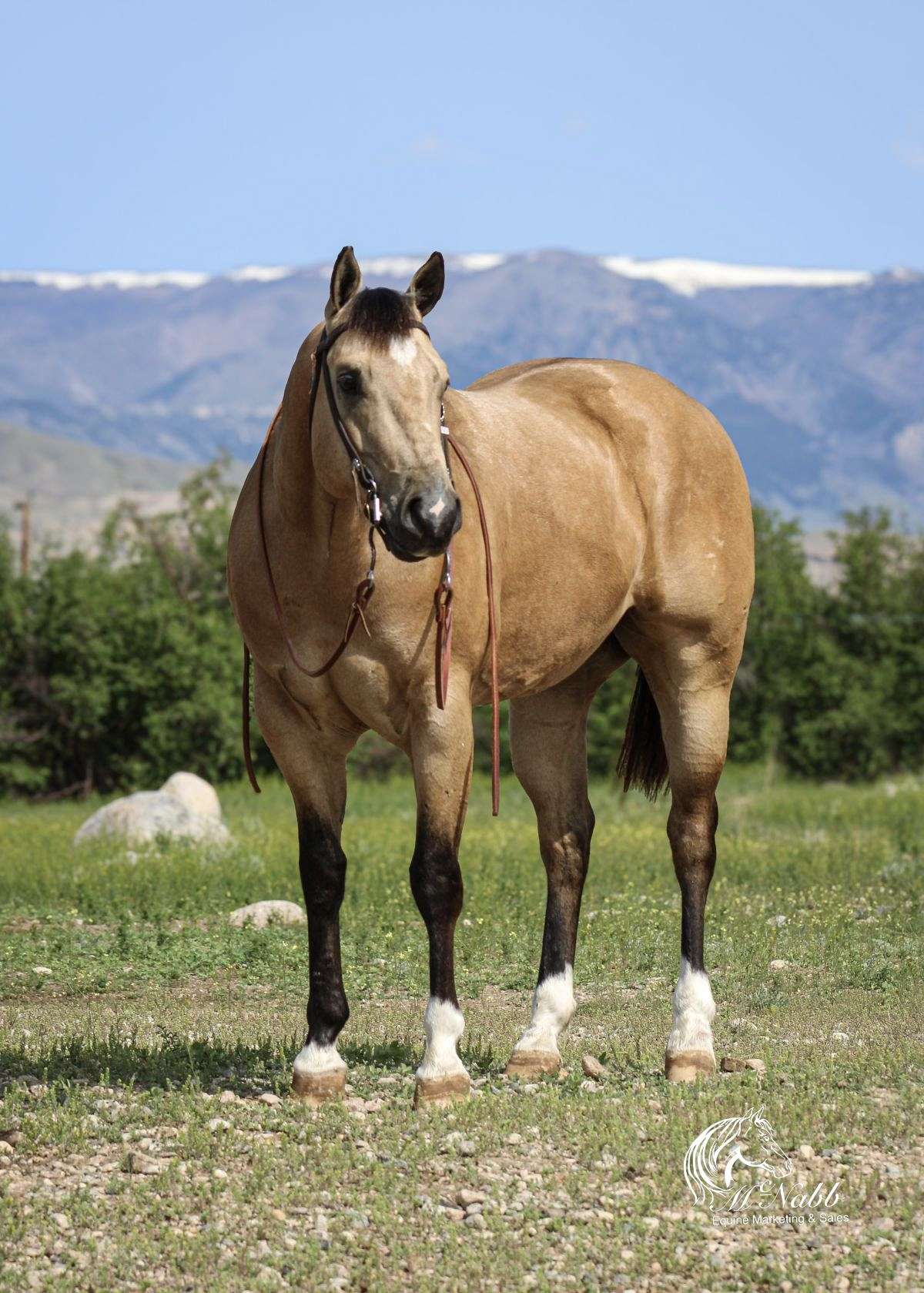 Marshal - Gorgeous Ranch & Rope Horse 5 Yr Old Buckskin AQHA Gelding!