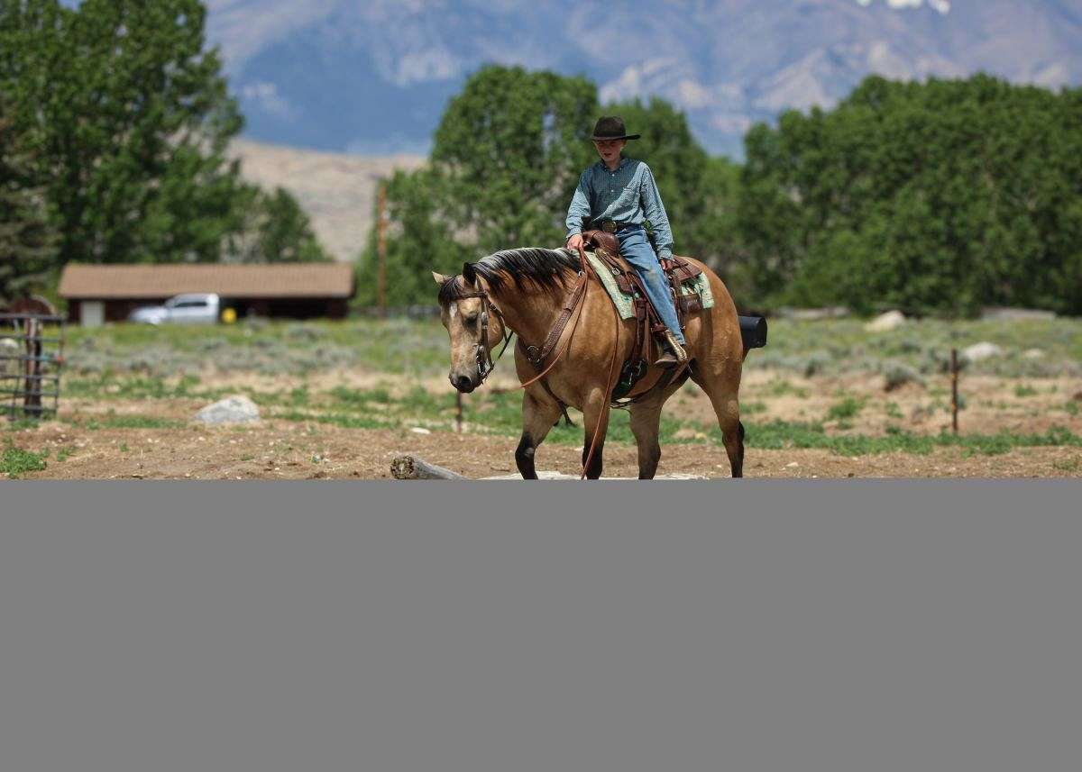 Marshal - Gorgeous Ranch & Rope Horse 5 Yr Old Buckskin AQHA Gelding!