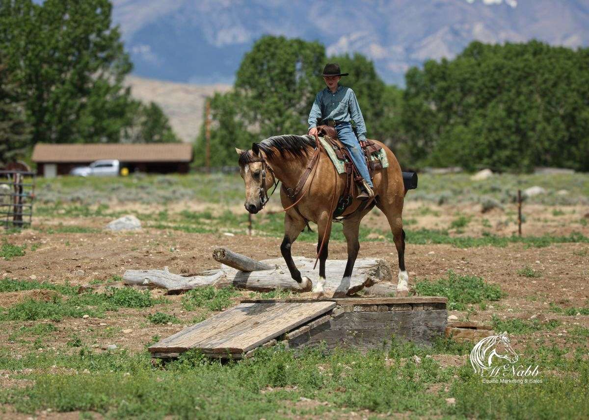 Marshal - Gorgeous Ranch & Rope Horse 5 Yr Old Buckskin AQHA Gelding!