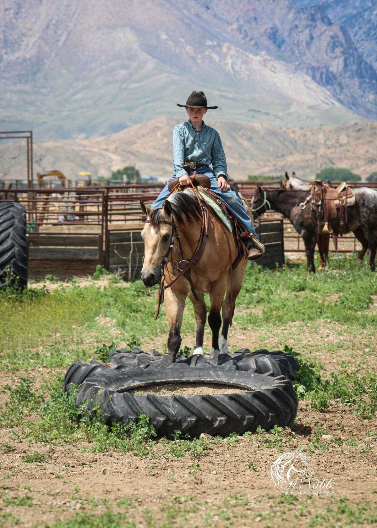 Marshal - Gorgeous Ranch & Rope Horse 5 Yr Old Buckskin AQHA Gelding!
