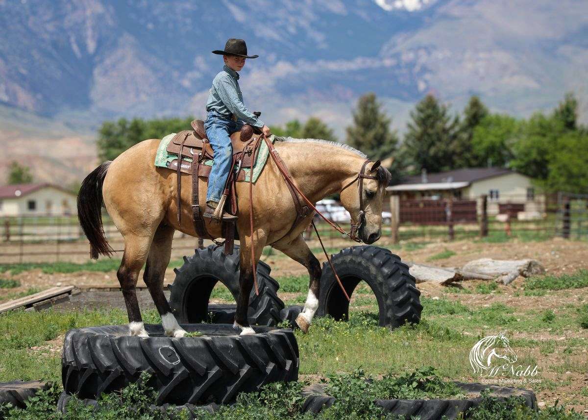 Marshal - Gorgeous Ranch & Rope Horse 5 Yr Old Buckskin AQHA Gelding!