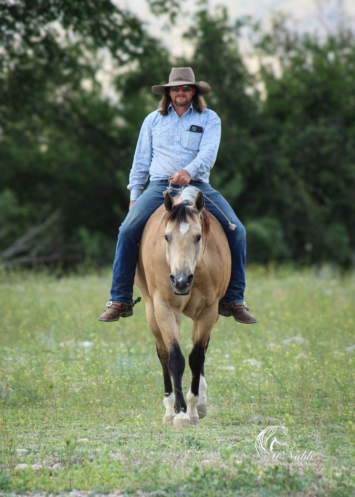 Marshal - Gorgeous Ranch & Rope Horse 5 Yr Old Buckskin AQHA Gelding!