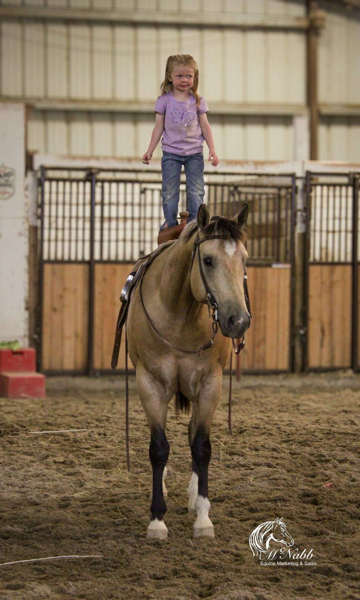Marshal - Gorgeous Ranch & Rope Horse 5 Yr Old Buckskin AQHA Gelding!