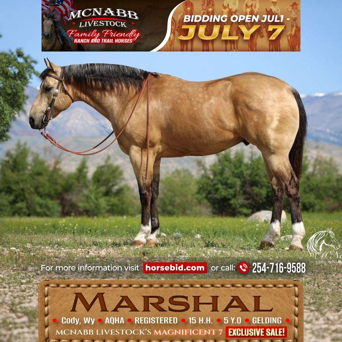 Marshal - Gorgeous Ranch & Rope Horse 5 Yr Old Buckskin AQHA Gelding!