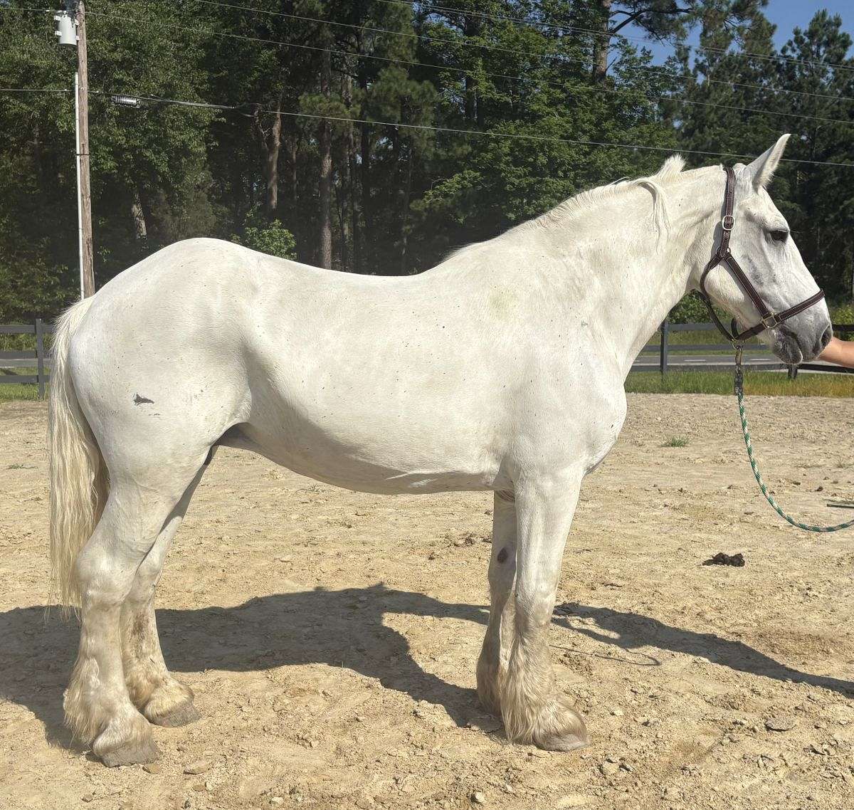 Grey Percheron Mare