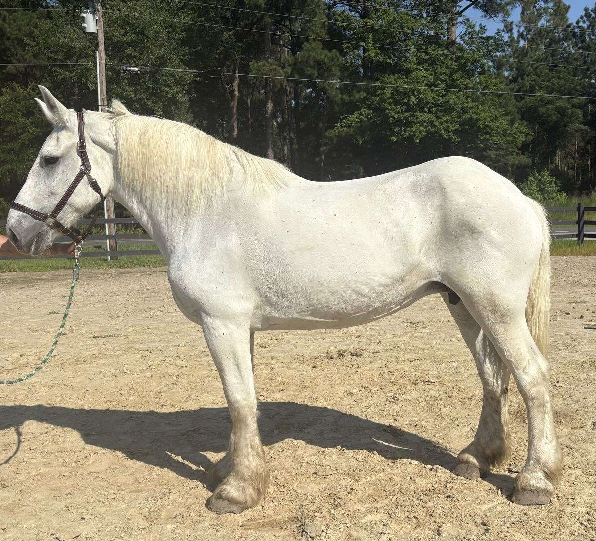Grey Percheron Mare