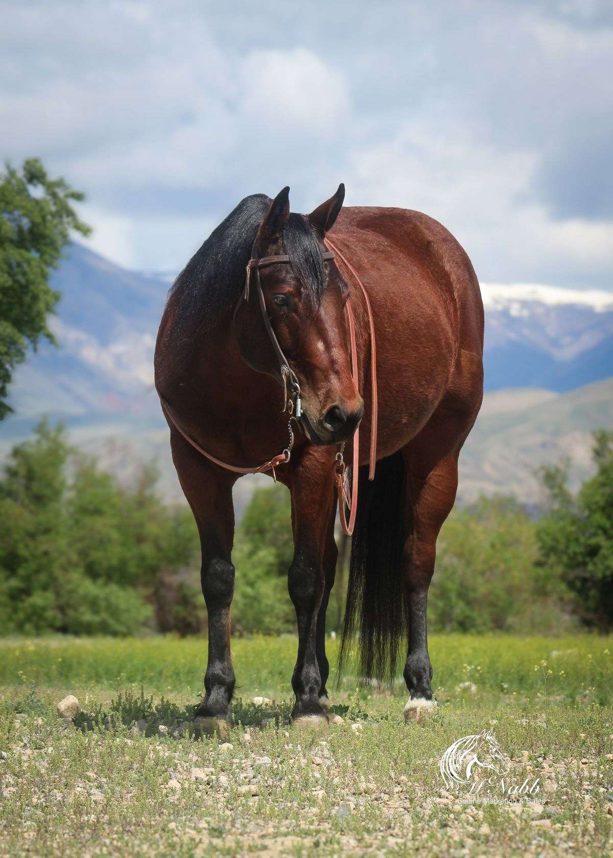 Lilly - Fantastic Ranch & Reining Horse 9 Yr Old Bay AQHA Mare!