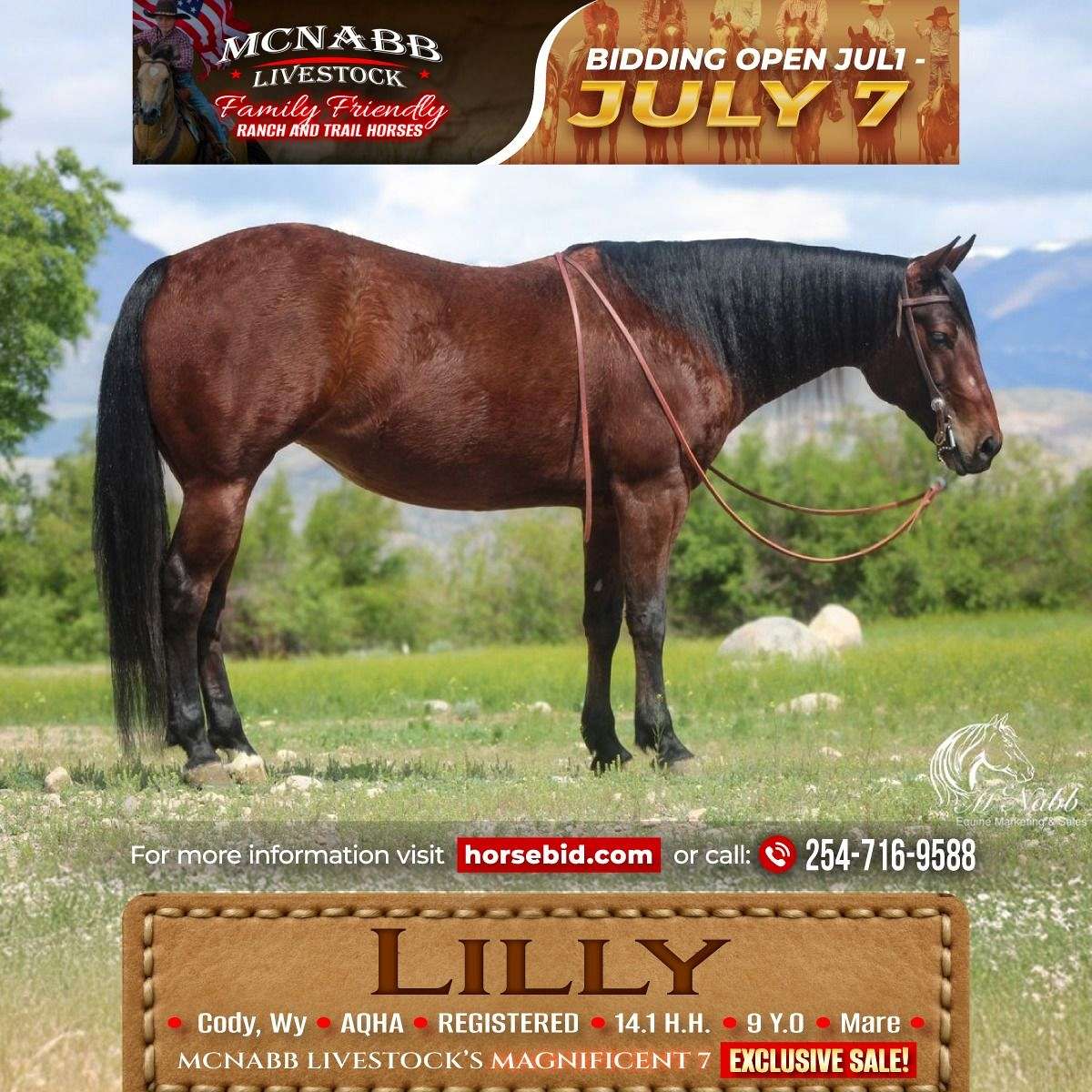 Lilly - Fantastic Ranch & Reining Horse 9 Yr Old Bay AQHA Mare!