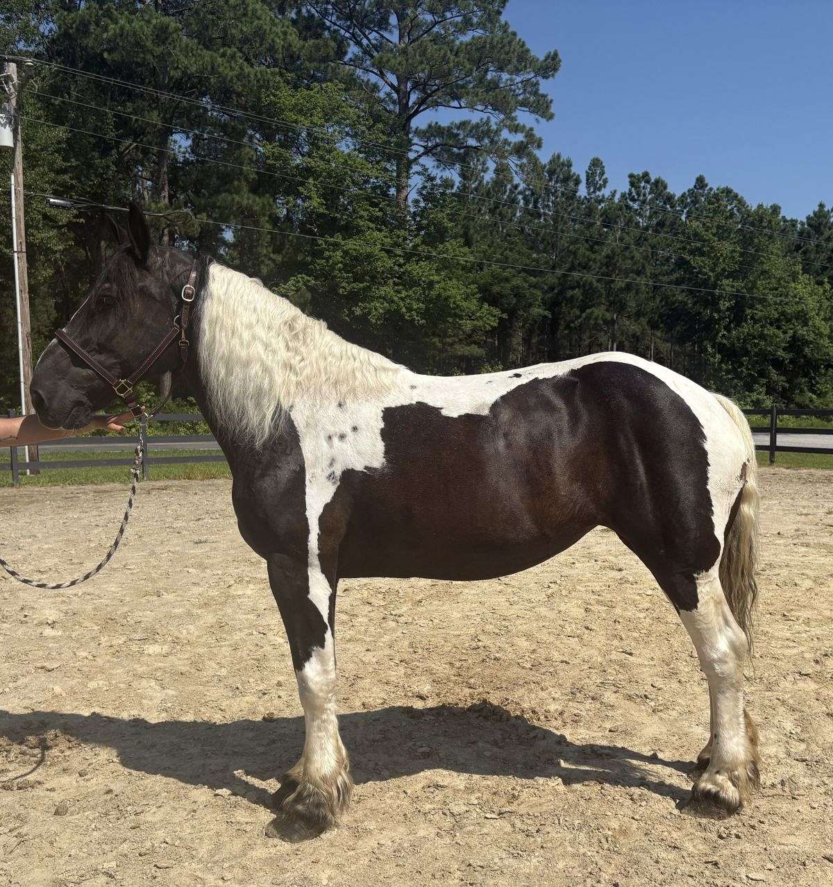 Spotted Draft Mare