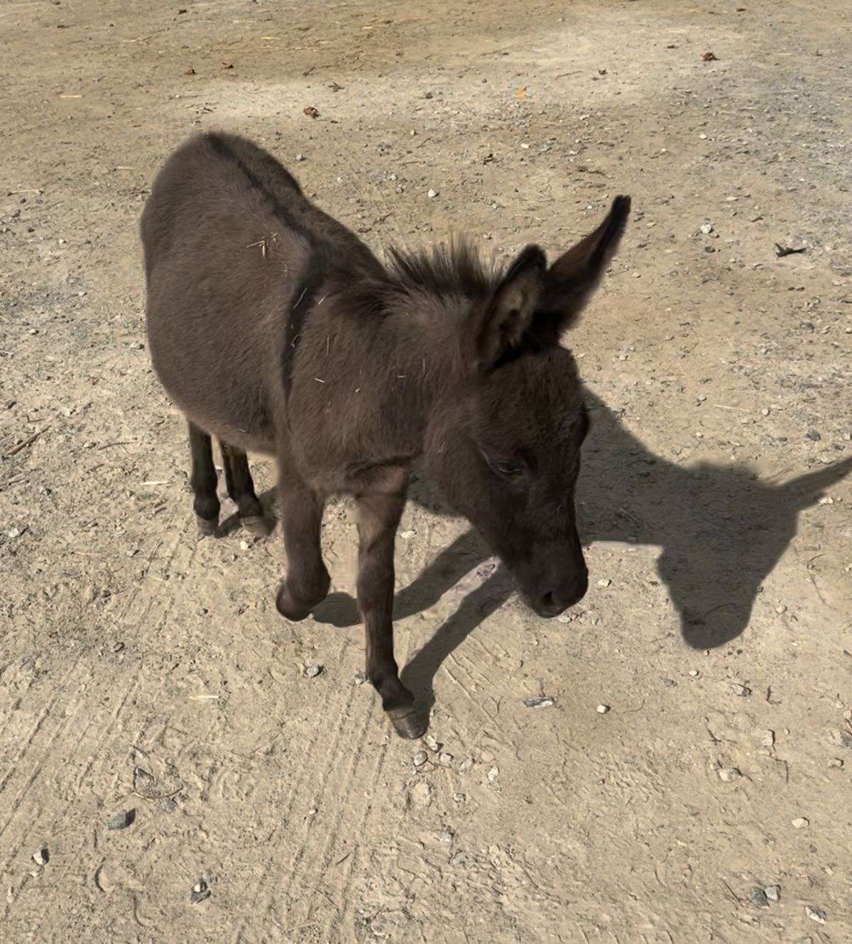 Spinner Donkey