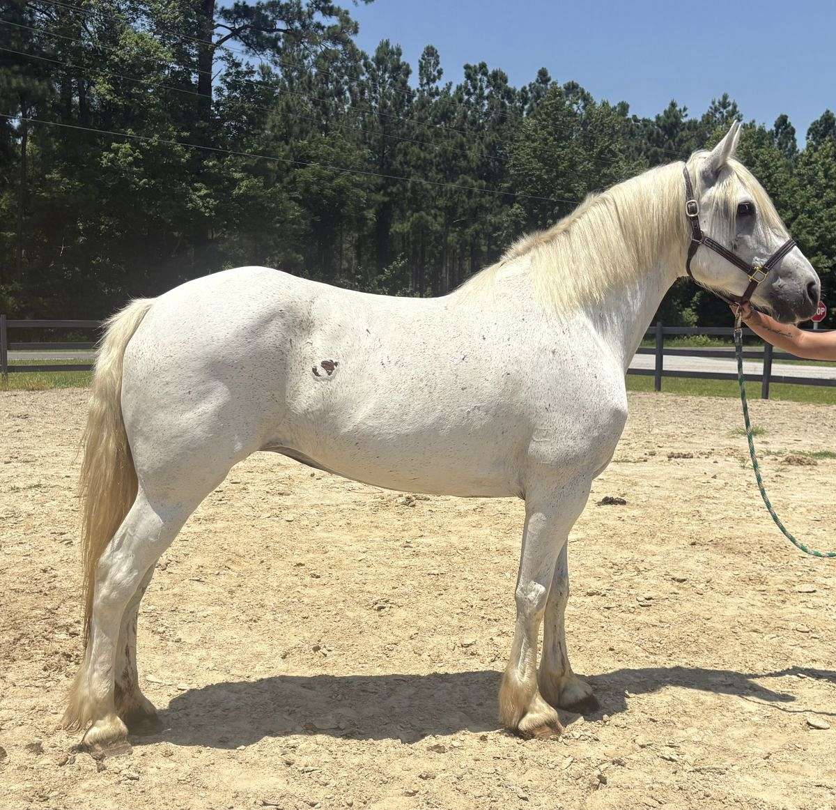 Grey Crossbred Mare