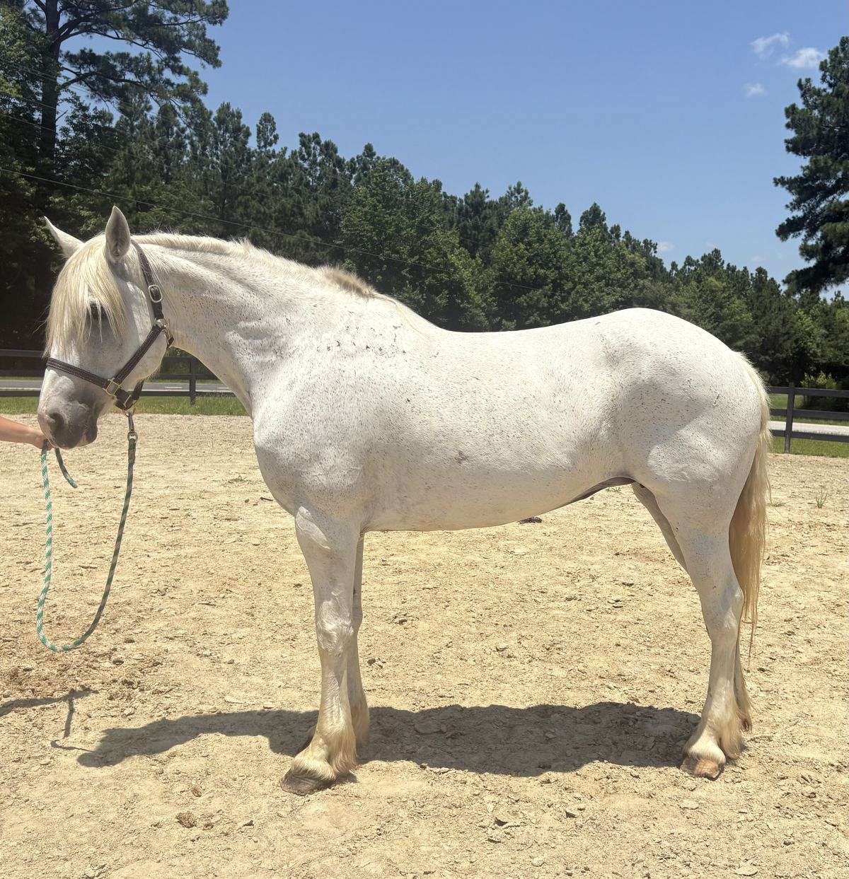 Grey Crossbred Mare