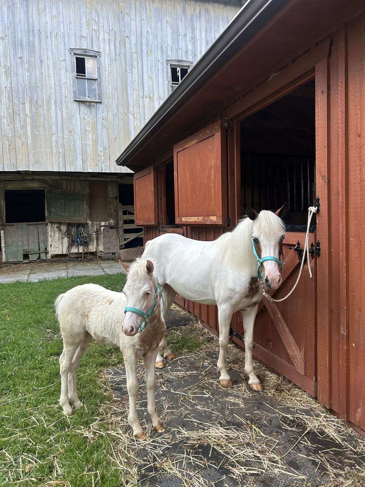Pony Mare and Her Baby