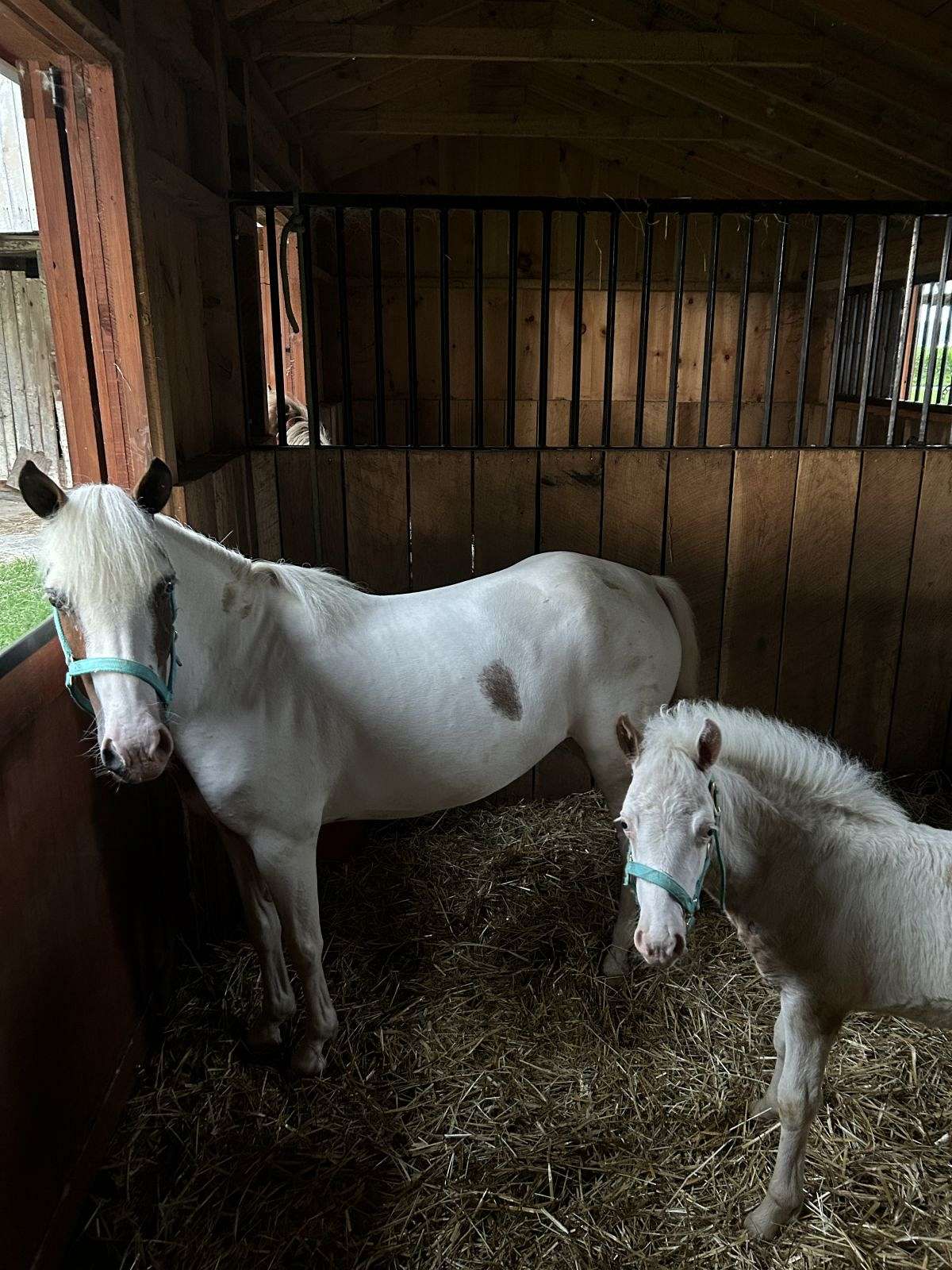 Pony Mare and Her Baby