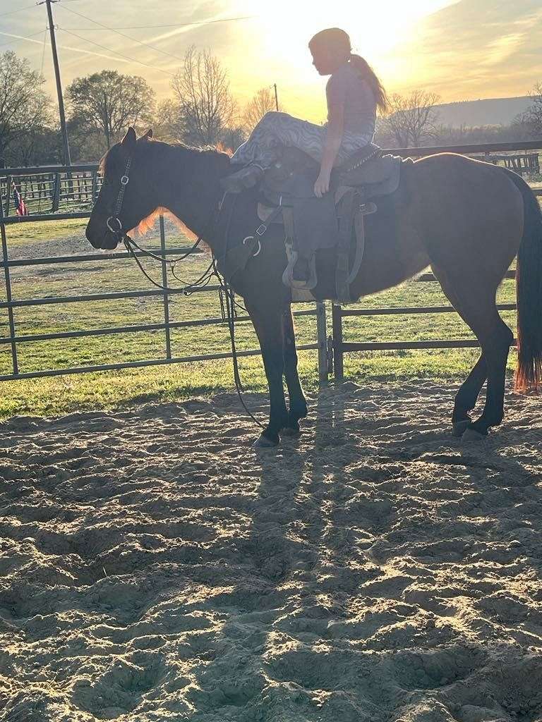 Great Ranch and Family Horse 4 Yr Old Bay AQHA Mare!