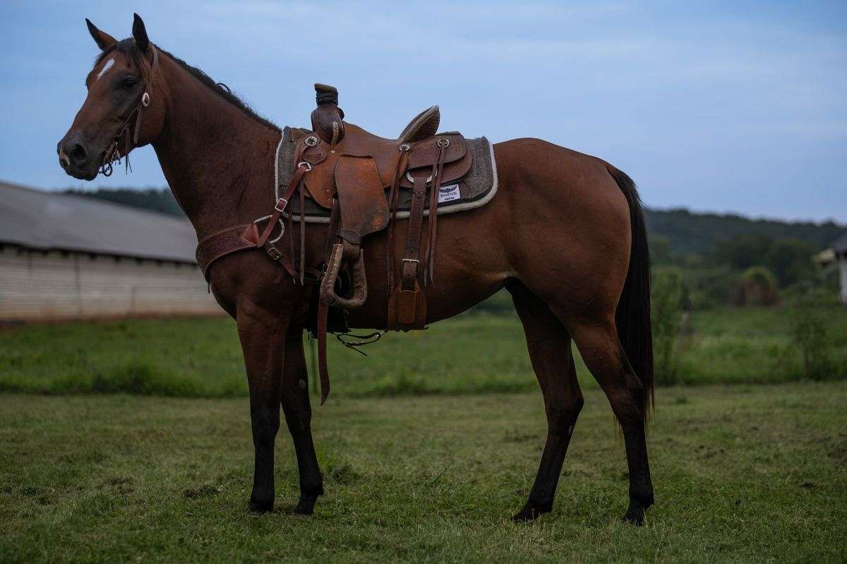 Great Ranch and Family Horse 4 Yr Old Bay AQHA Mare!