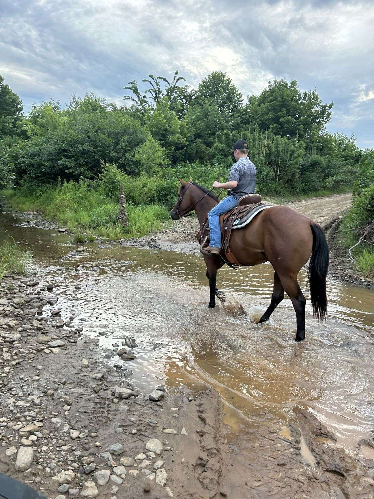 Great Ranch and Family Horse 4 Yr Old Bay AQHA Mare!