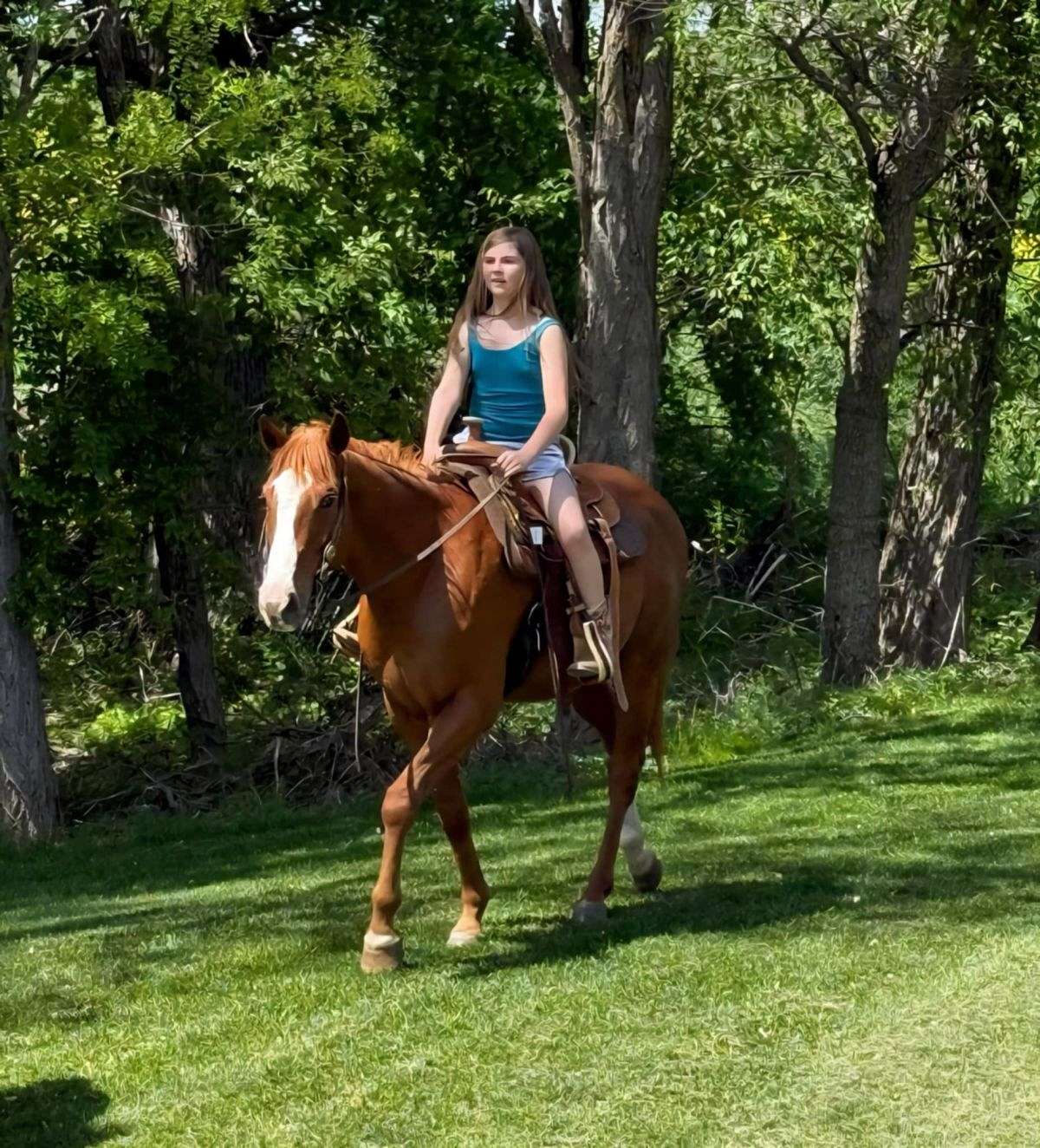 Super Handsome 4 Yr Old Sorrel AQHA Gelding!