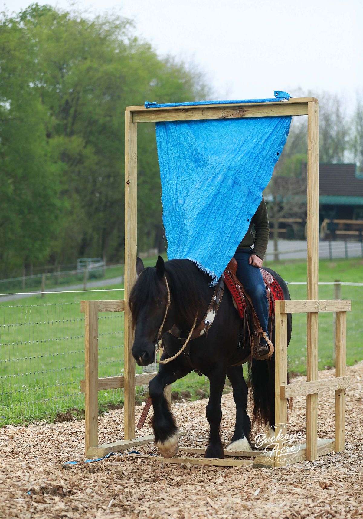 Wrangler a 2020 Model Draft X Gypsy Cross Gelding Stands a Solid 15.3 Hands