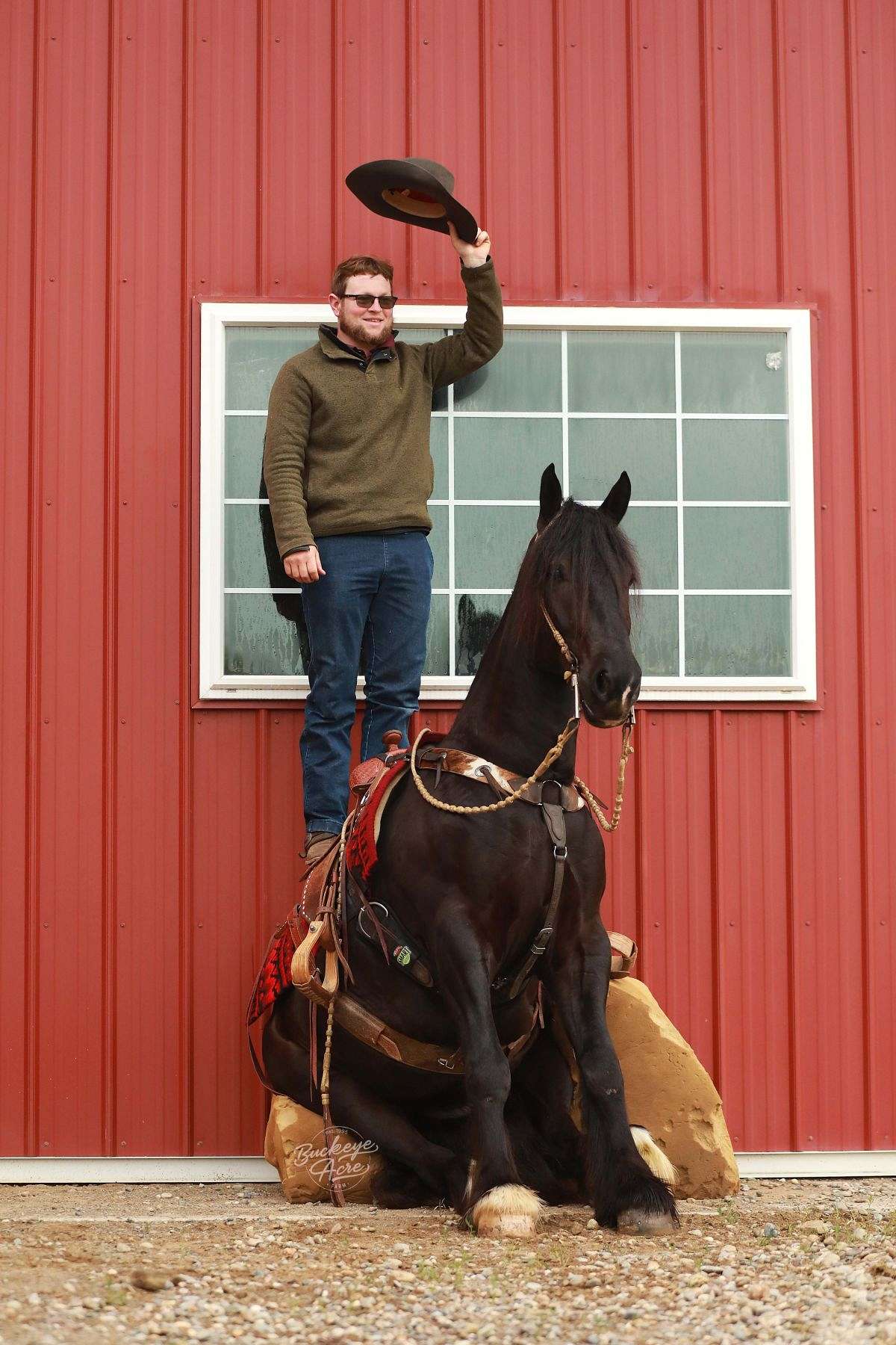 Wrangler a 2020 Model Draft X Gypsy Cross Gelding Stands a Solid 15.3 Hands