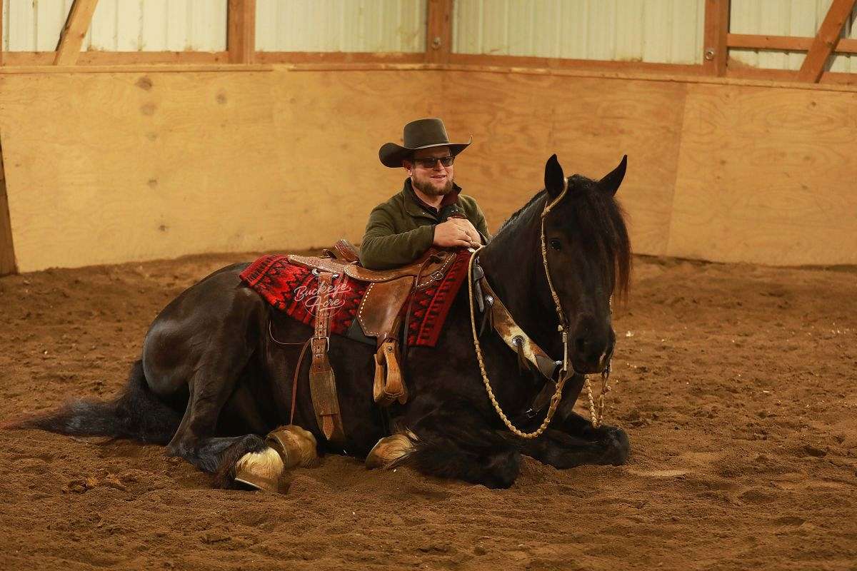 Wrangler a 2020 Model Draft X Gypsy Cross Gelding Stands a Solid 15.3 Hands