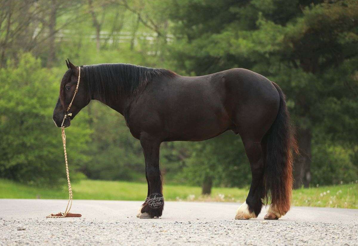 Wrangler a 2020 Model Draft X Gypsy Cross Gelding Stands a Solid 15.3 Hands