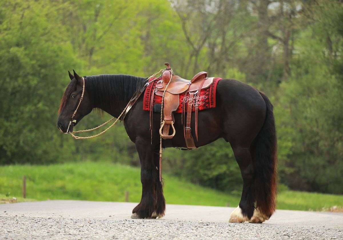 Wrangler a 2020 Model Draft X Gypsy Cross Gelding Stands a Solid 15.3 Hands